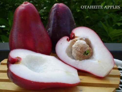 Jamaican Apple (Otaheite): Everything You Need to Know