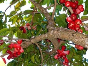 Jamaican Apple (Otaheite): Everything You Need to Know