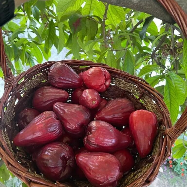 Jamaican Apple (Otaheite): Everything You Need to Know